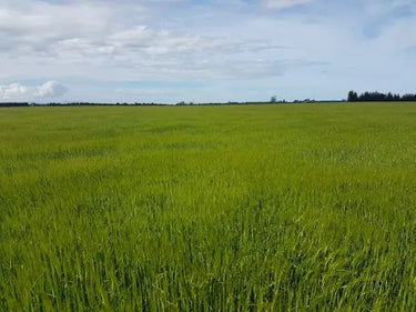 Healthy Spring Crops Using EM™ | Wheat, Barley, Triticale, Lucerne ...