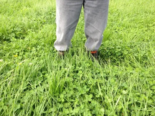 The Importance of Clover – Naturefarm trading as EMNZ