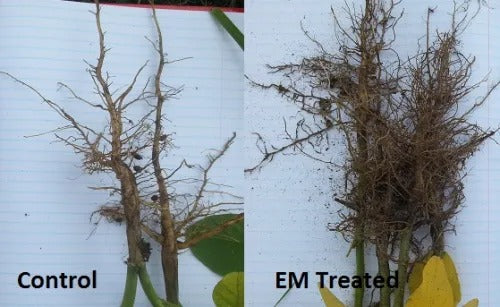 Root Health and Development with EM™ – Naturefarm trading as EMNZ