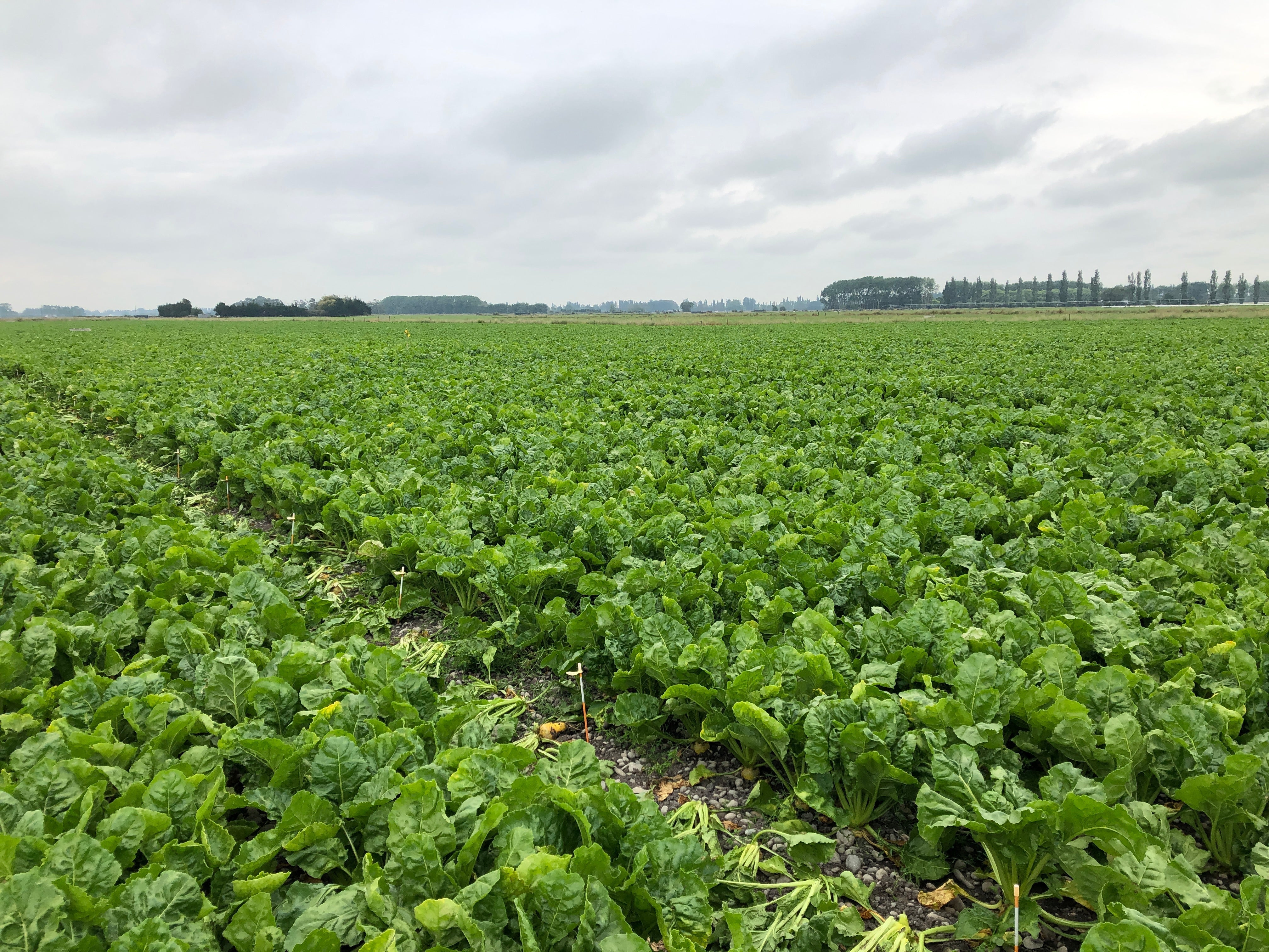 Boost Your Summer Crops with EMNZ – Naturefarm trading as EMNZ